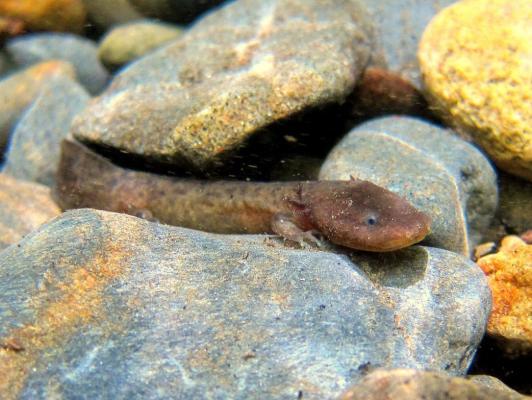 Eastern Hellbender | NC Wildlife